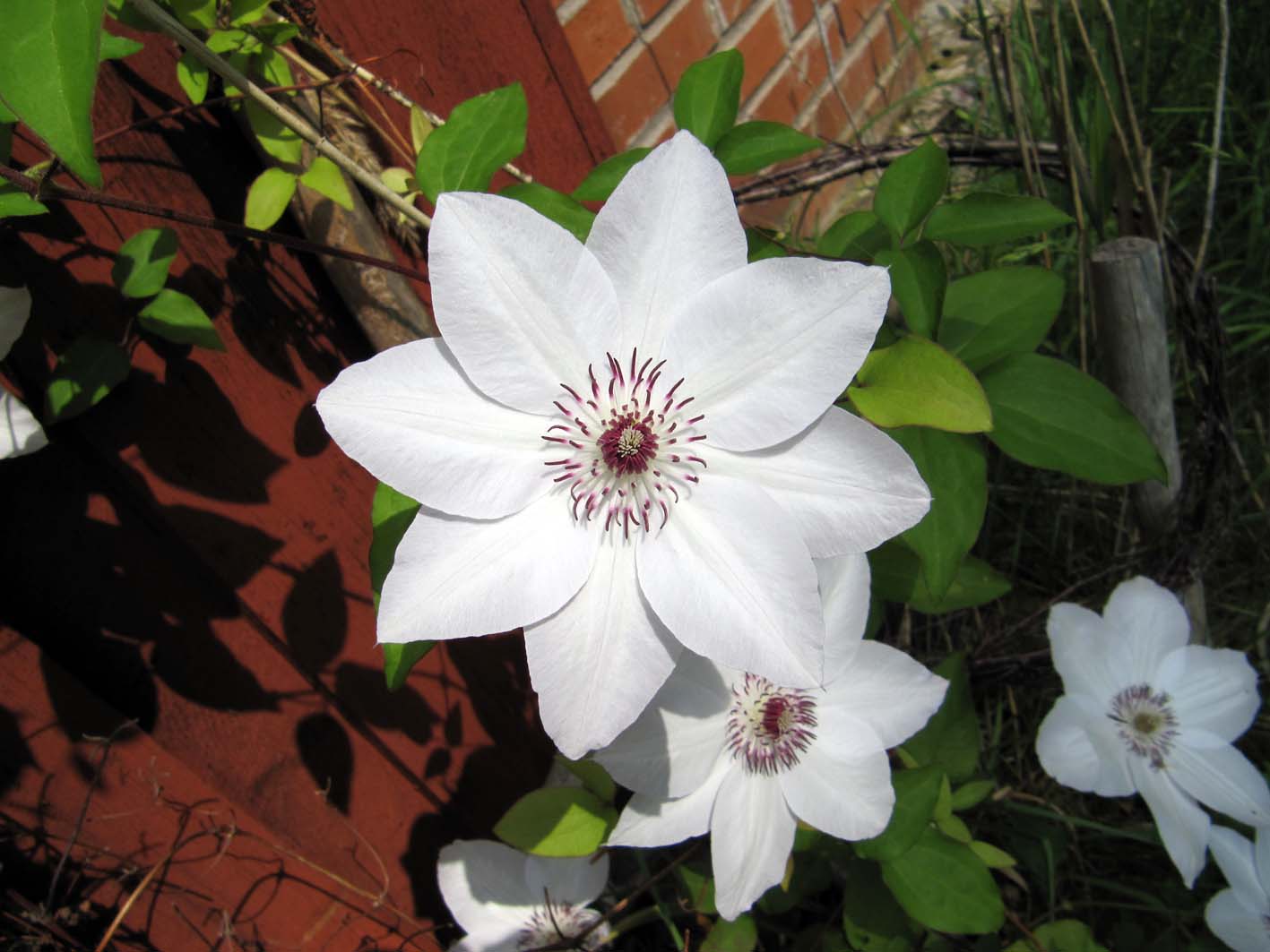 Lene's Lines: Nature in different shapes