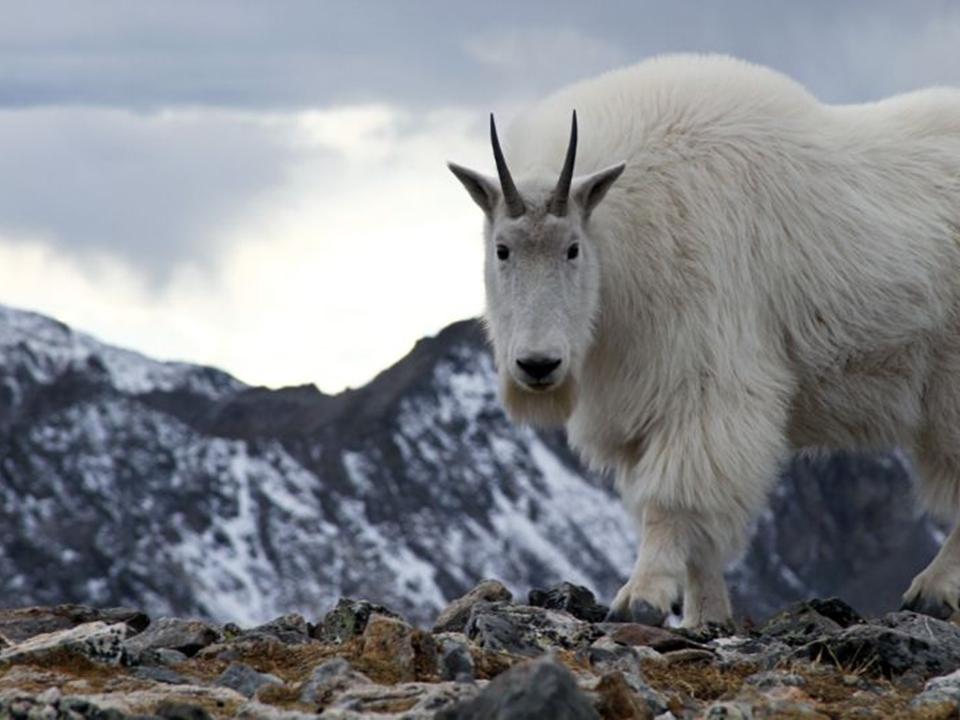 CLASA NOASTRĂ: [ FOTO ] CAPRA DE MUNTE
