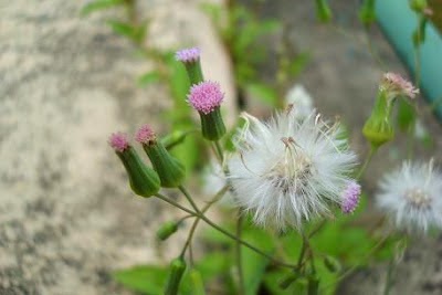 Healing Wonders Of Herbs: Medications for Fever due to Viral Infection