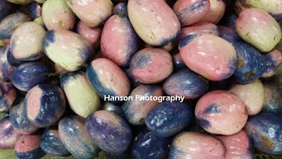 Ongzi's SecretGarden: Dacryodes edulis