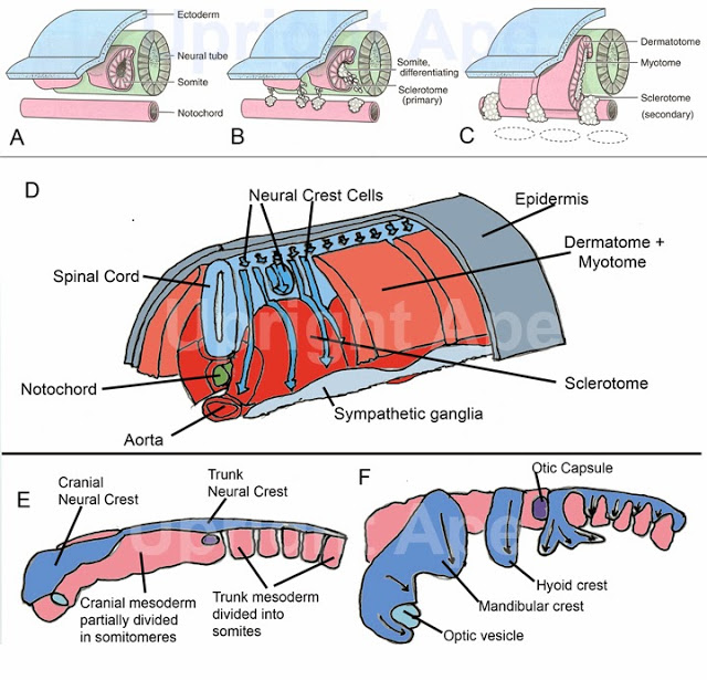 Ciencias de Joseleg: 18 LA GÁSTRULA II, ECTODERMO, MESODERMO, ENDODERMO ...