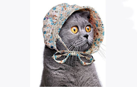The Presurfer: Cat Bonnet - A Hat For Your Cat