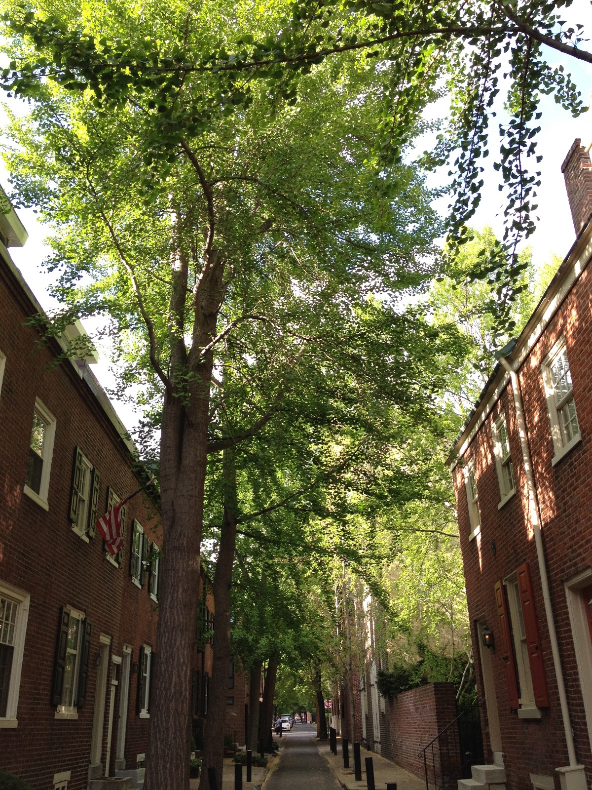 PHILLY TREES: PATTERNS: A KEY TO NAMING THE TREES