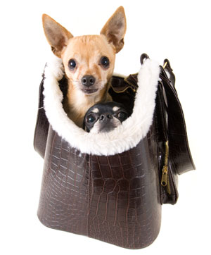 Pet Blog By Bocci @ Bocci's Beefs: Dogs In Your Purse And "Exotic ...