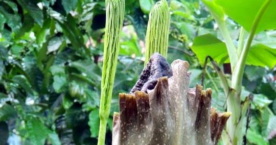 Umbi Suweg Sebagai Materi Pangan Alternatif