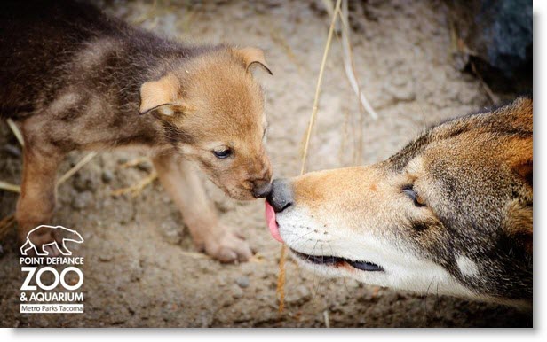 White Wolf : Endangered Red Wolf Pups Debut (Video)