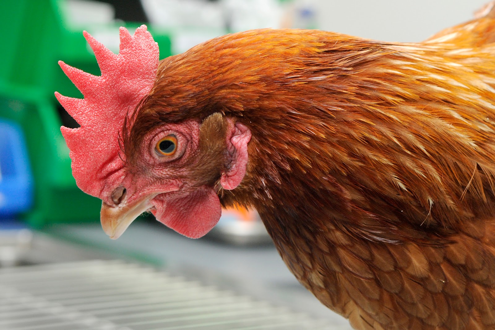 Small Animal Talk: Three things I learned: veterinary care of backyard ...