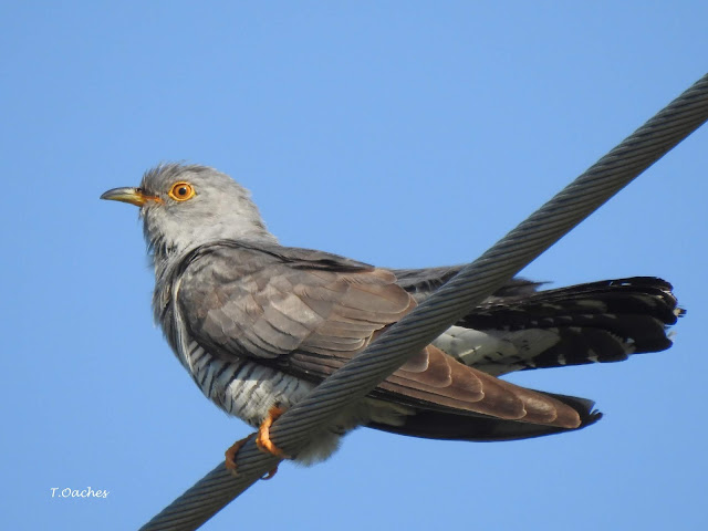 PASARI DIN ROMANIA: CUCUL (1), Cuculus canorus