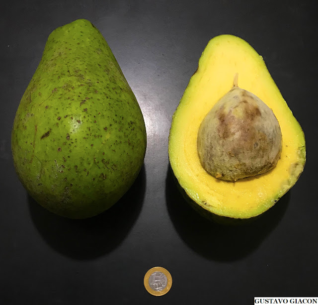 Viveiro Ciprest - Plantas Nativas e Exóticas: Abacate Fortuna ( Persea ...