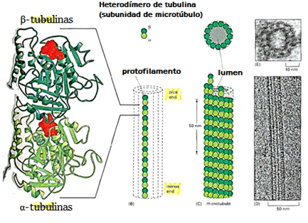 JANO ON LINE: CUESTIÓN Nº 6 - BioCel - Resolución