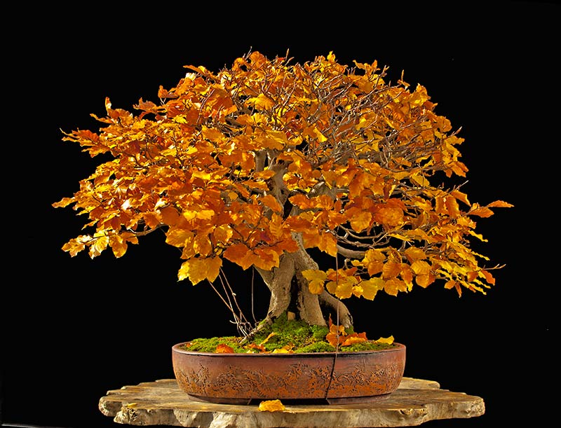 Walter Pall Bonsai Adventures: European beech #6