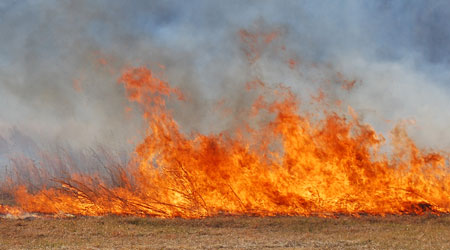 Grassfire