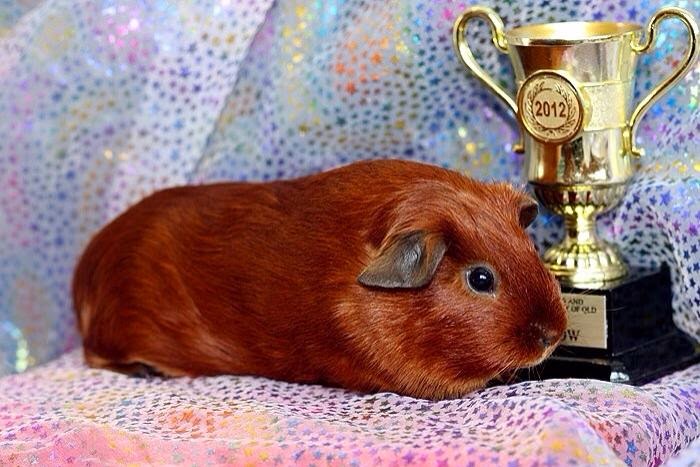 My Cavy Kingdom: Shorthair