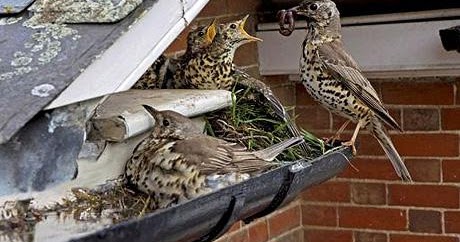 Roof Talk-101: Roof Talk-101 How to Get Rid of Birds in the Roof