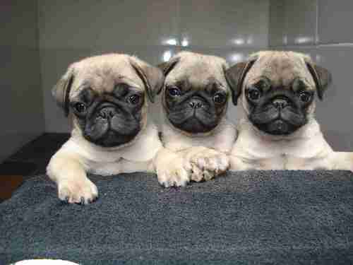 The Portuguese Water Blog: Fudge's Furry Tales - The Three Little Pugs