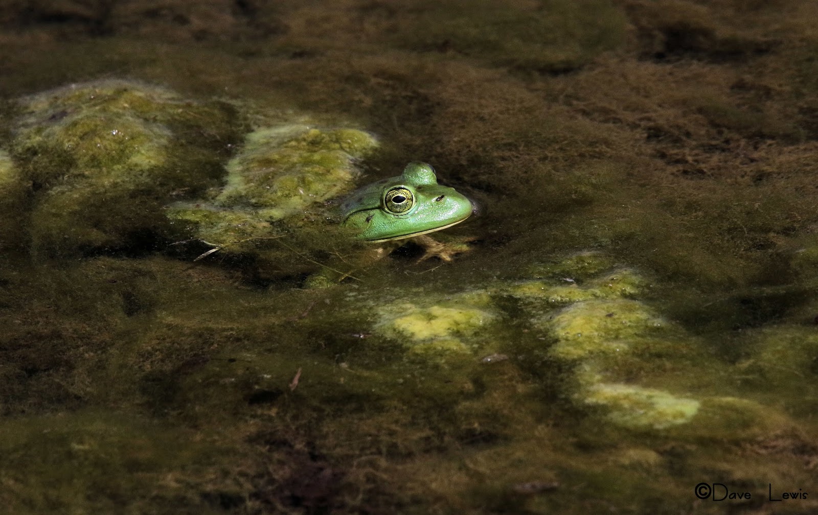 Birds from Behind : 28 August 2016