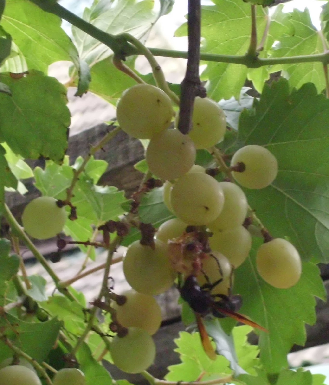 Coretan Pengetahuan: Membiakkan Tanaman Anggur