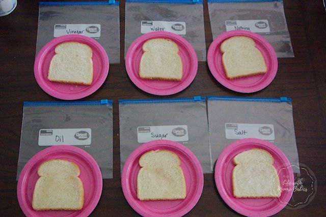 Growing and Preventing Mold a Science Experiment for Kids - Life with ...