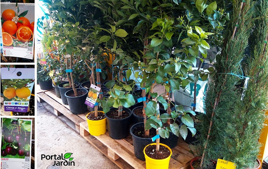 Arbustos, árboles frutales y ornamentales | Plantas