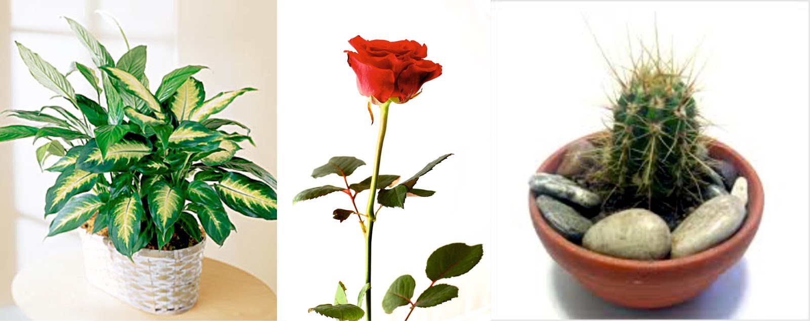 Experiencia con mis mascotas: Lo que debemos saber sobre pericos ...