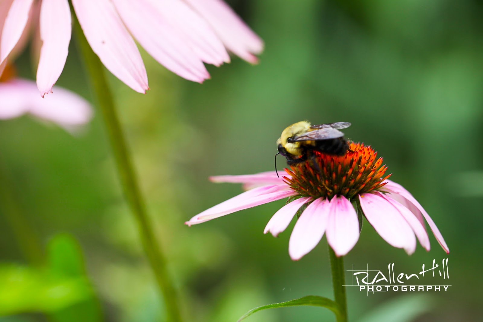 The Project Continues: Iowa Bee