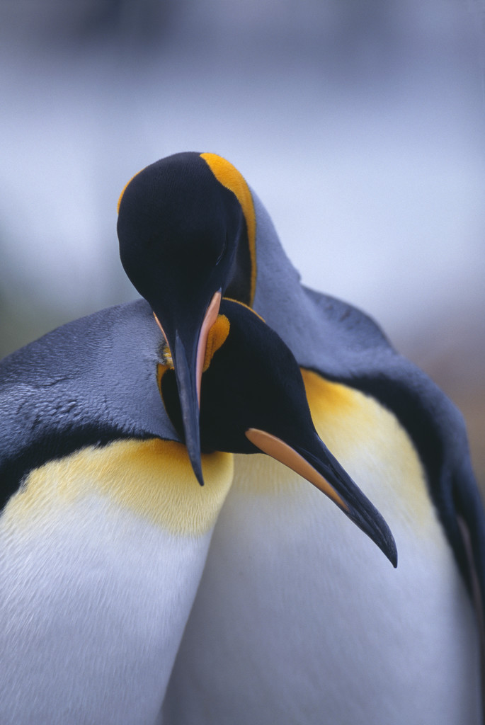 Hungry for God: The Prodigal and the Penguin