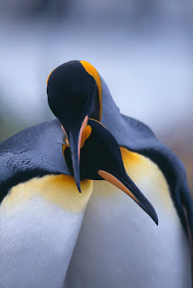 Hungry for God: The Prodigal and the Penguin