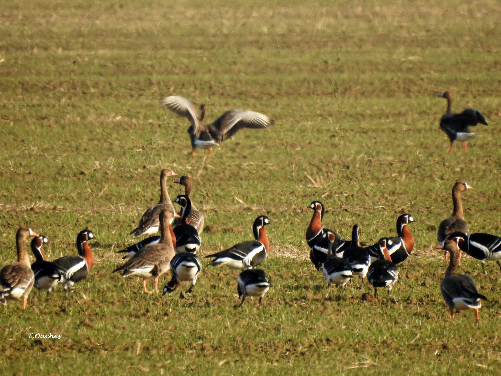 PASARI DIN ROMANIA: GASCA CU GAT ROSU, Branta ruficollis