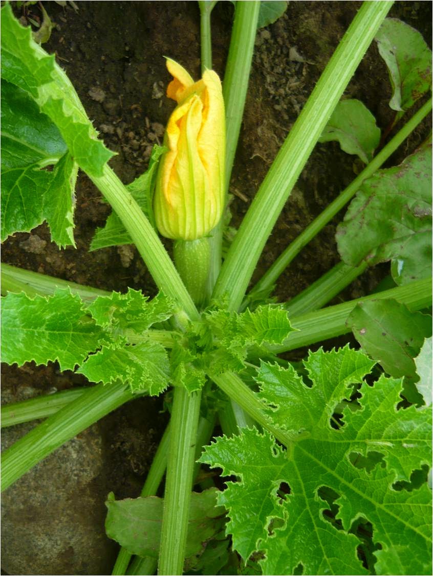 ALTERNATIVA ECOLÓGICA: CULTIVO DE ZAPALLITO ITALIANO