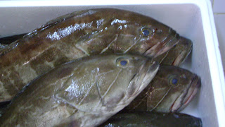 Senegal Seafoods , Fish Products: EPINEPHELUS AENEUS-THIOF-WHITE ...