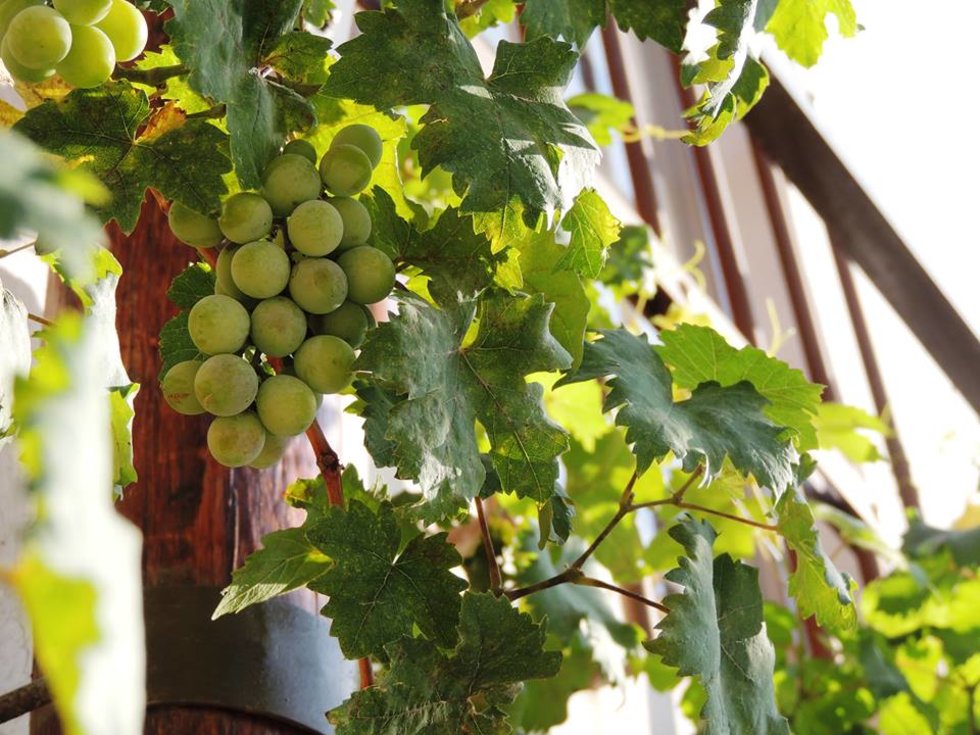 El Gourmet Urbano Vinos De Altura el-gourmet-urbano-vinos-de-altura