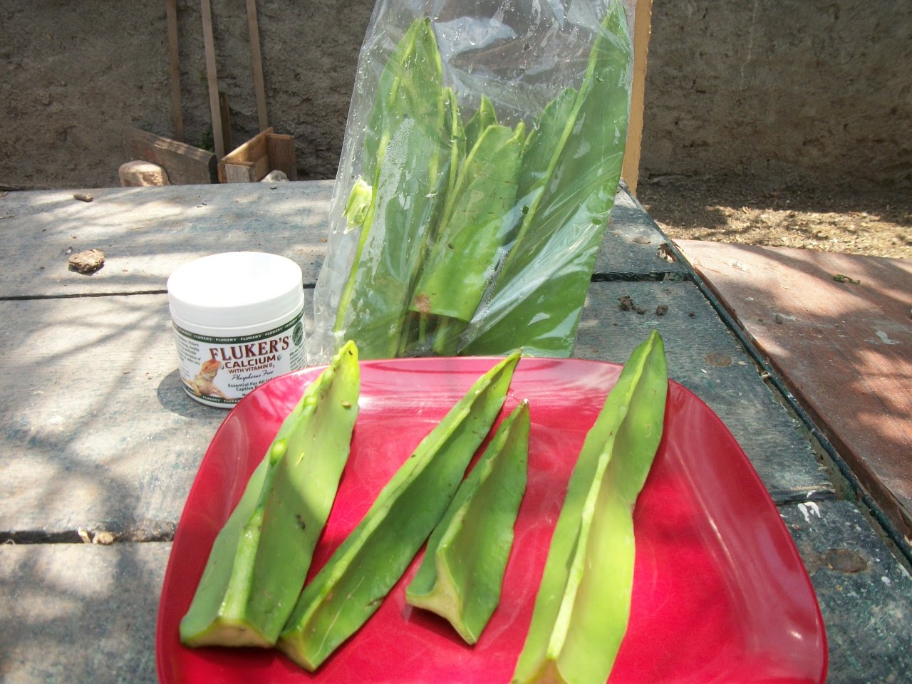CRIADOR DE LA TORTUGA DE TIERRA,GOPEHRUS BERLANDIERI: COMIENDO JACUBES