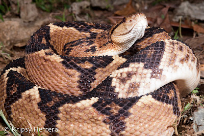 colombian snakes: welcome