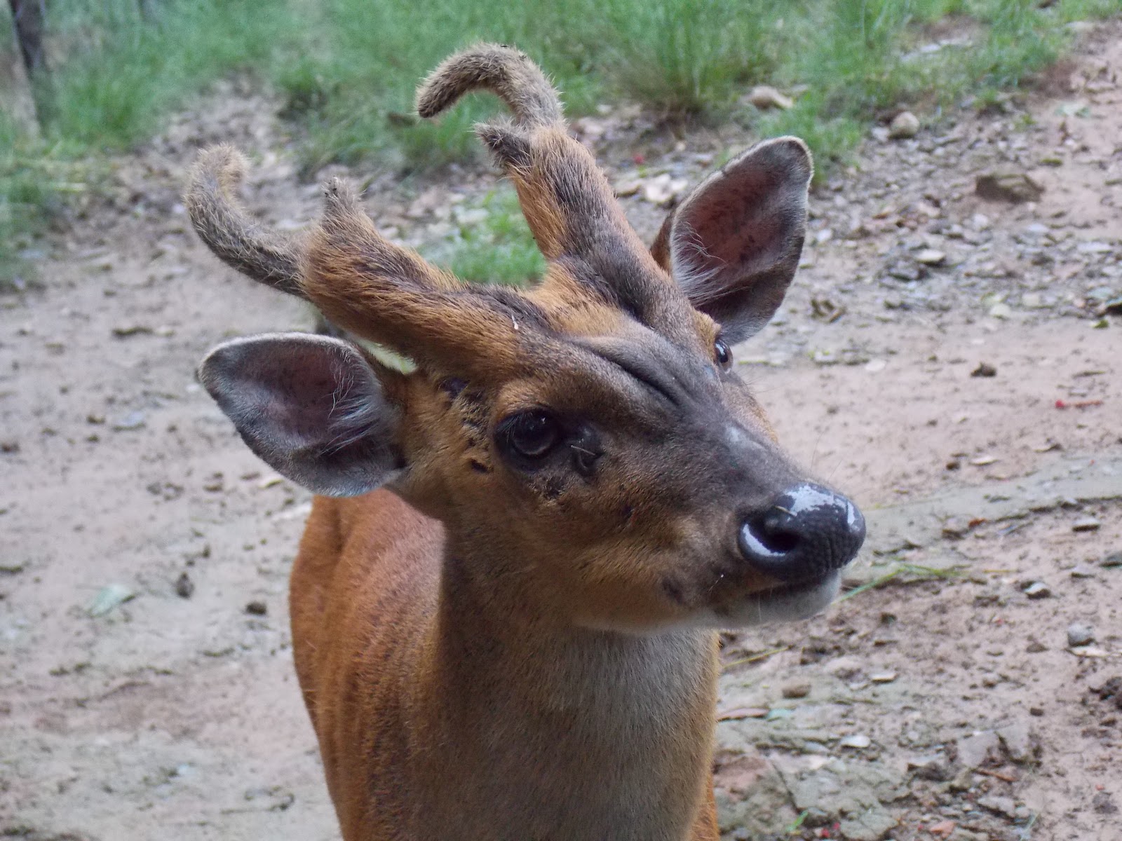 Teddy's World : HIMALAYAN FLORA AND FAUNA