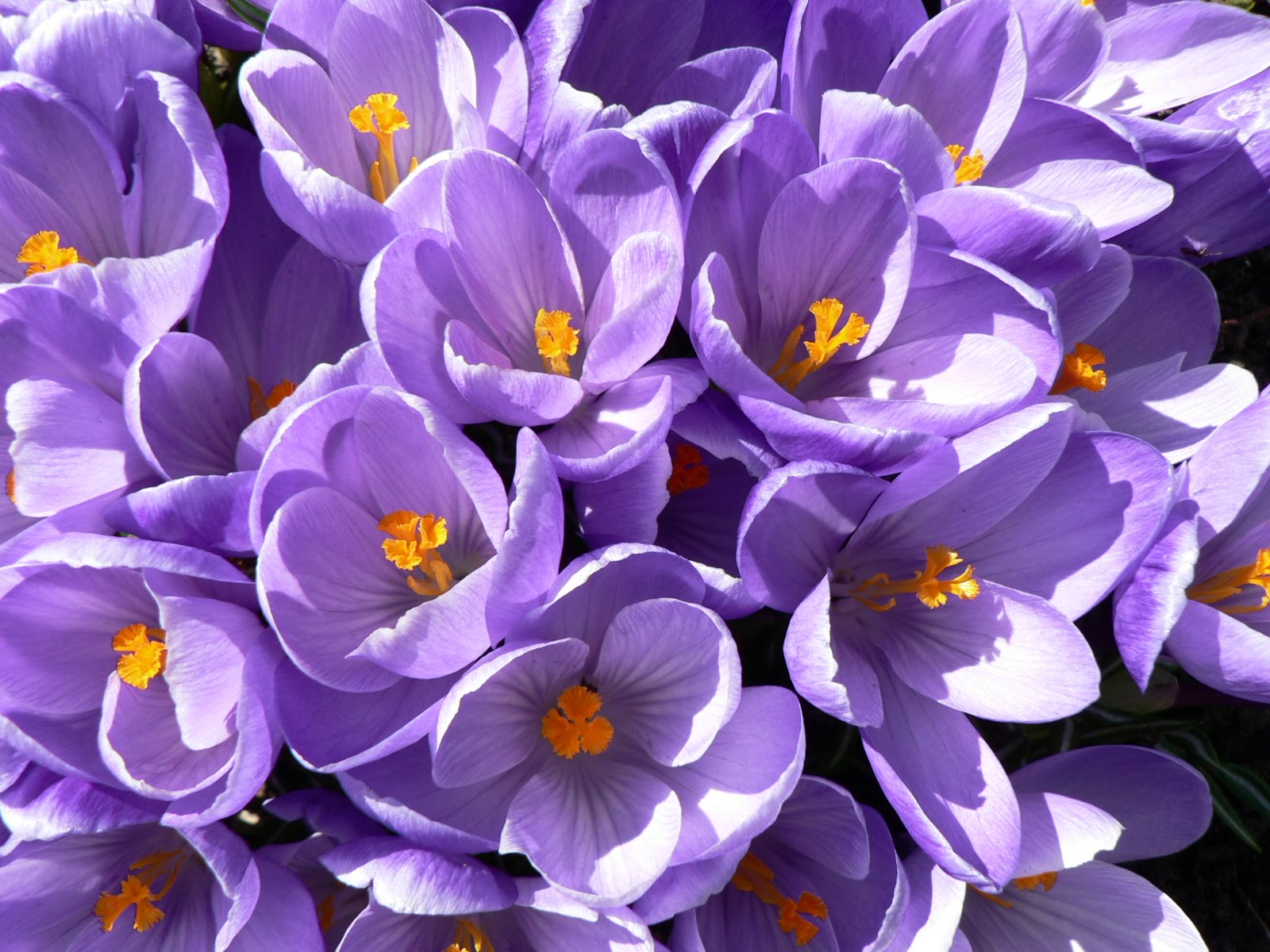 Sifkakaupleja aiavärk: Krookus