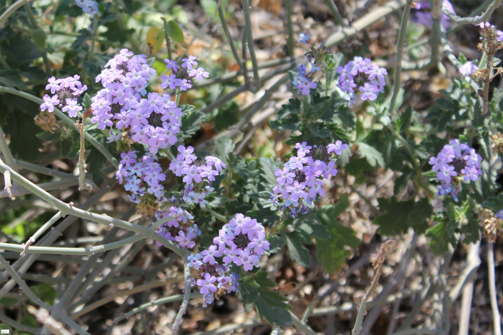 Wildflower Loop Trail, Desert Botanical Garden, Arizona | Caravan Sonnet