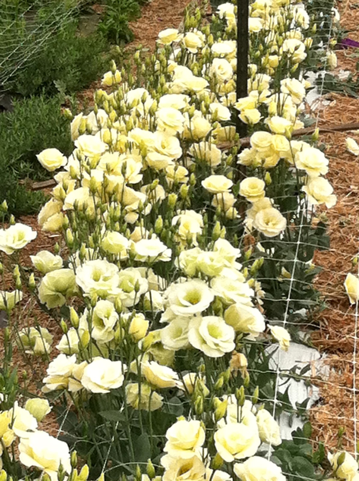 Notes and News from Shady Grove Gardens: Lisianthus - let the planting ...