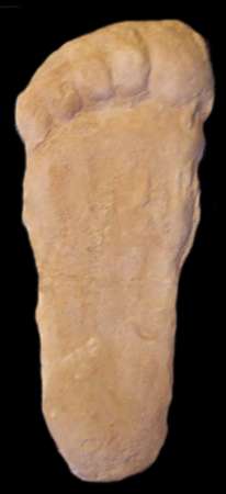 Sasquatch Tracks: Pictures of Sasquatch Tracks and Casts