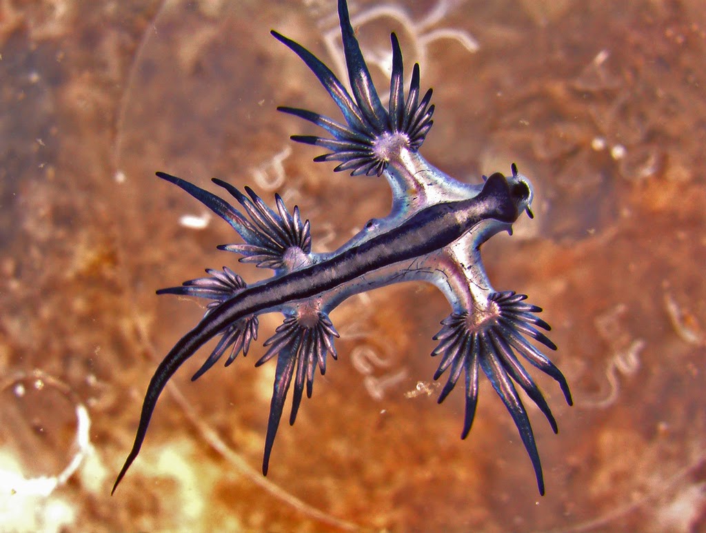 Animales curiosos por el mundo: Glaucus atlánticus