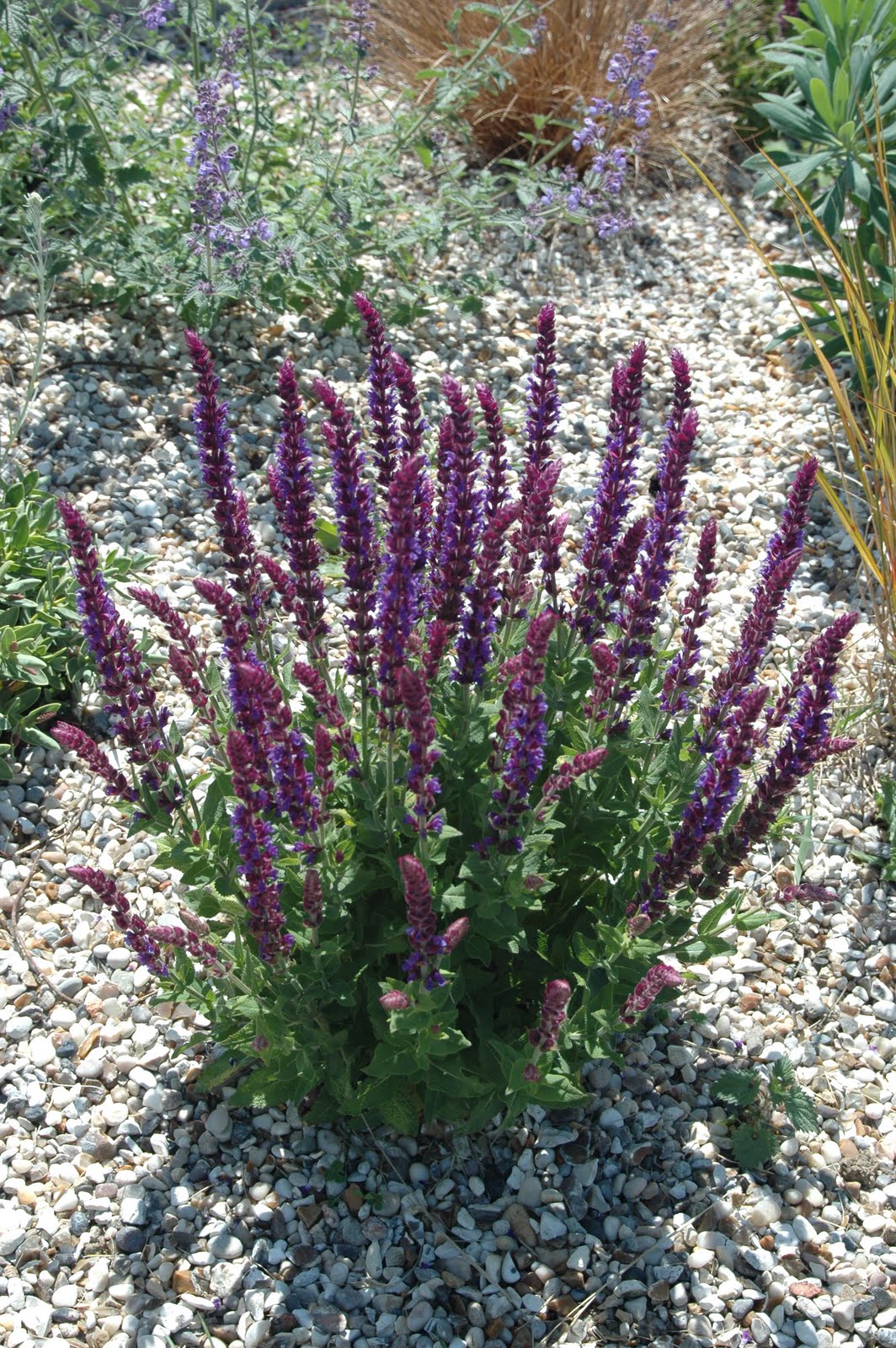 HTA Landscape Design: Next Wave Planting Lists Published - come on you ...