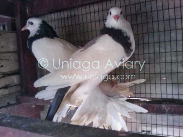 Merpati Dutch Cropper - Uniaga Aviary
