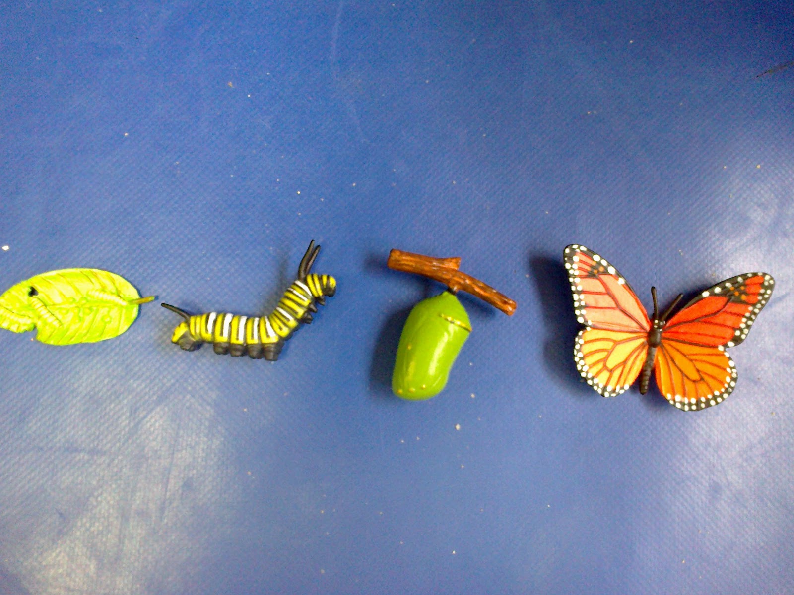 Secuencia de la mariposa - Imagui