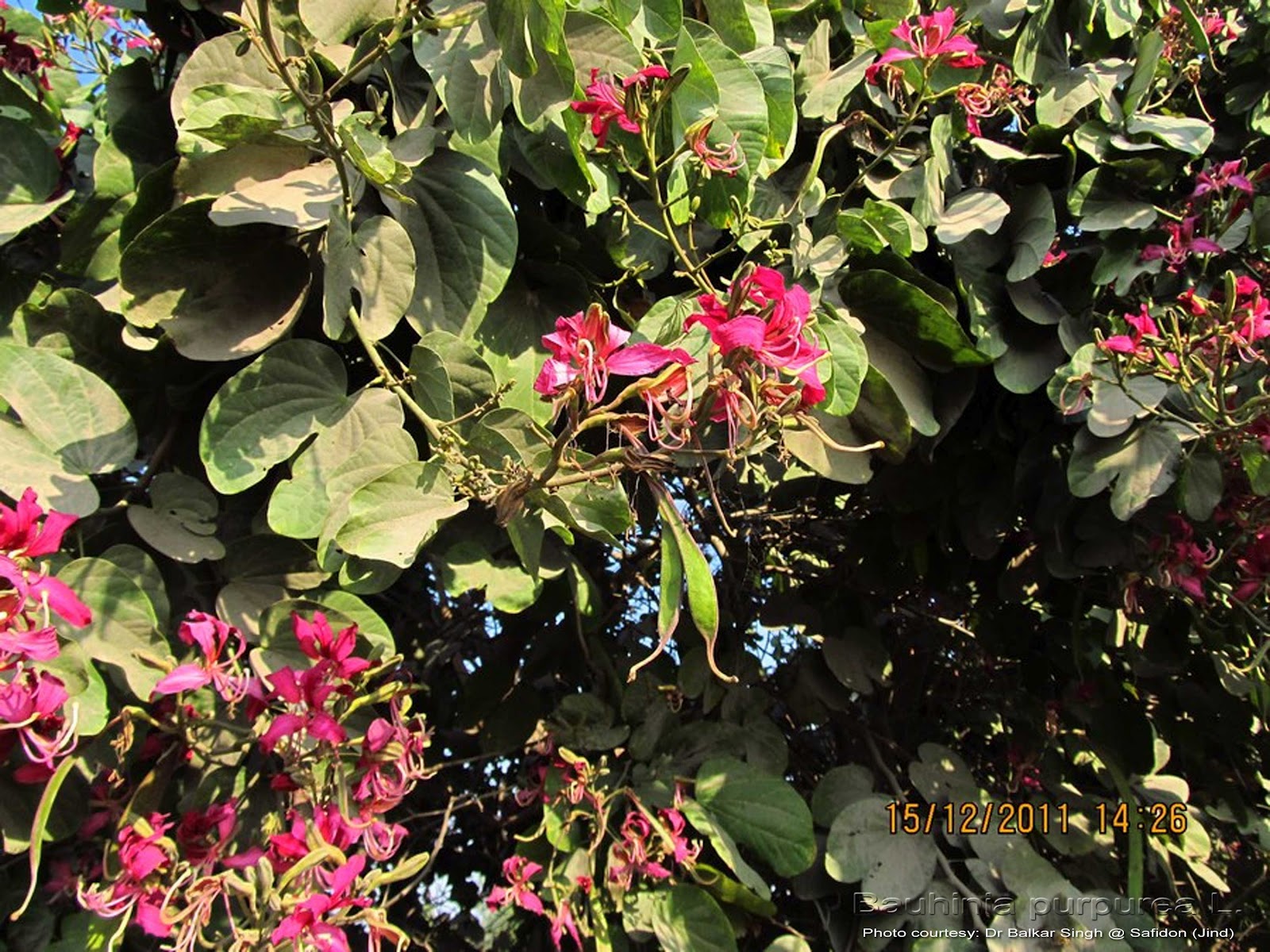 Medicinal Plants: Bauhinia purpurea, devakanchana, mandarai, Kanchanara