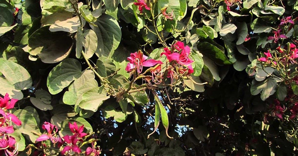 Medicinal Plants: Bauhinia purpurea, devakanchana, mandarai, Kanchanara