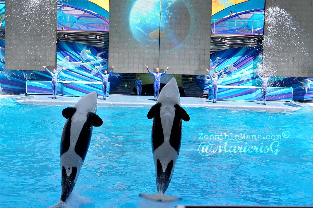 Zensible Mama: A Sneak Peek at SeaWorld's Shamu Show