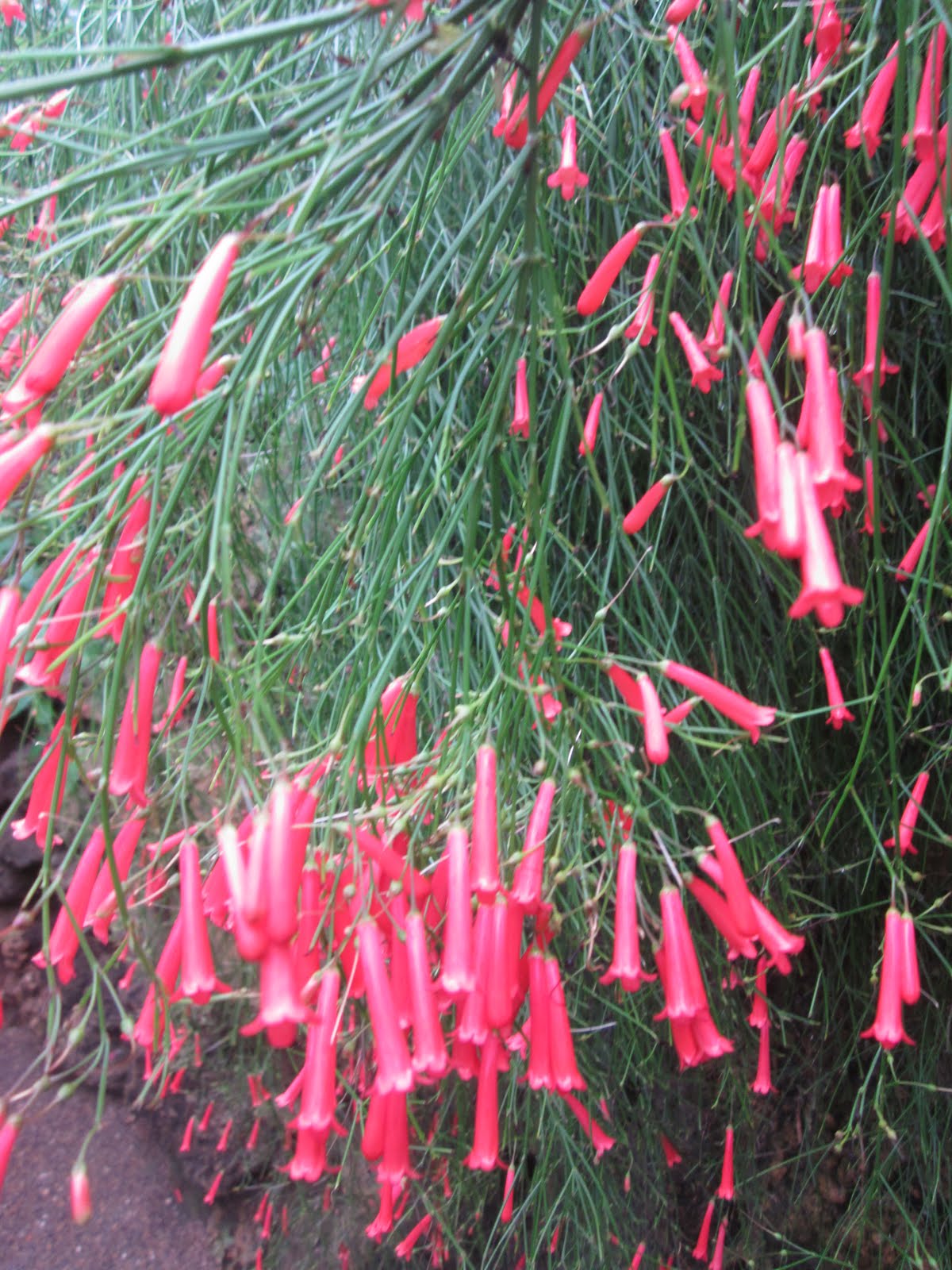 Garden Discoveries: A Firecracker and a Gold Digger