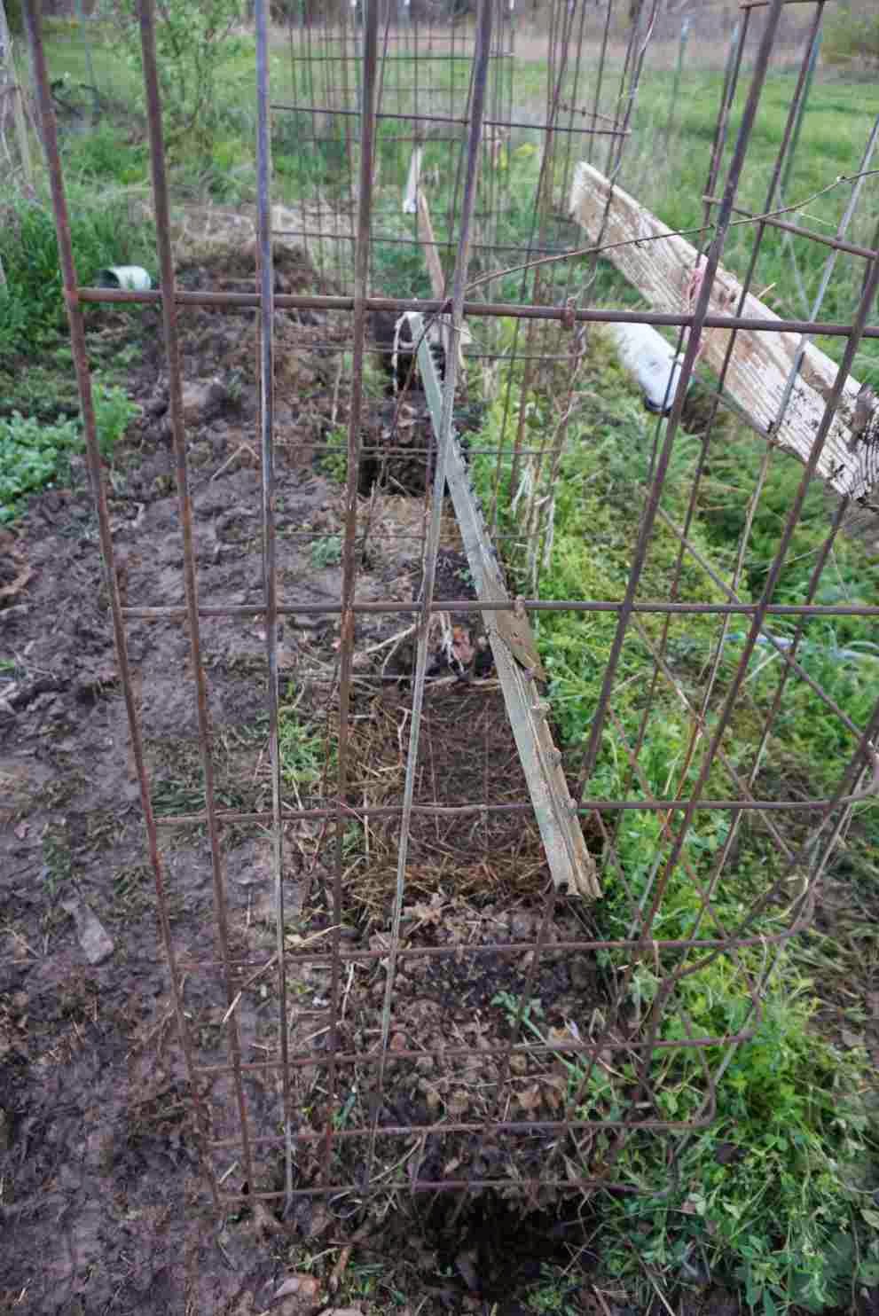 Larry Zoro: Leaf Bale Tomato Planting