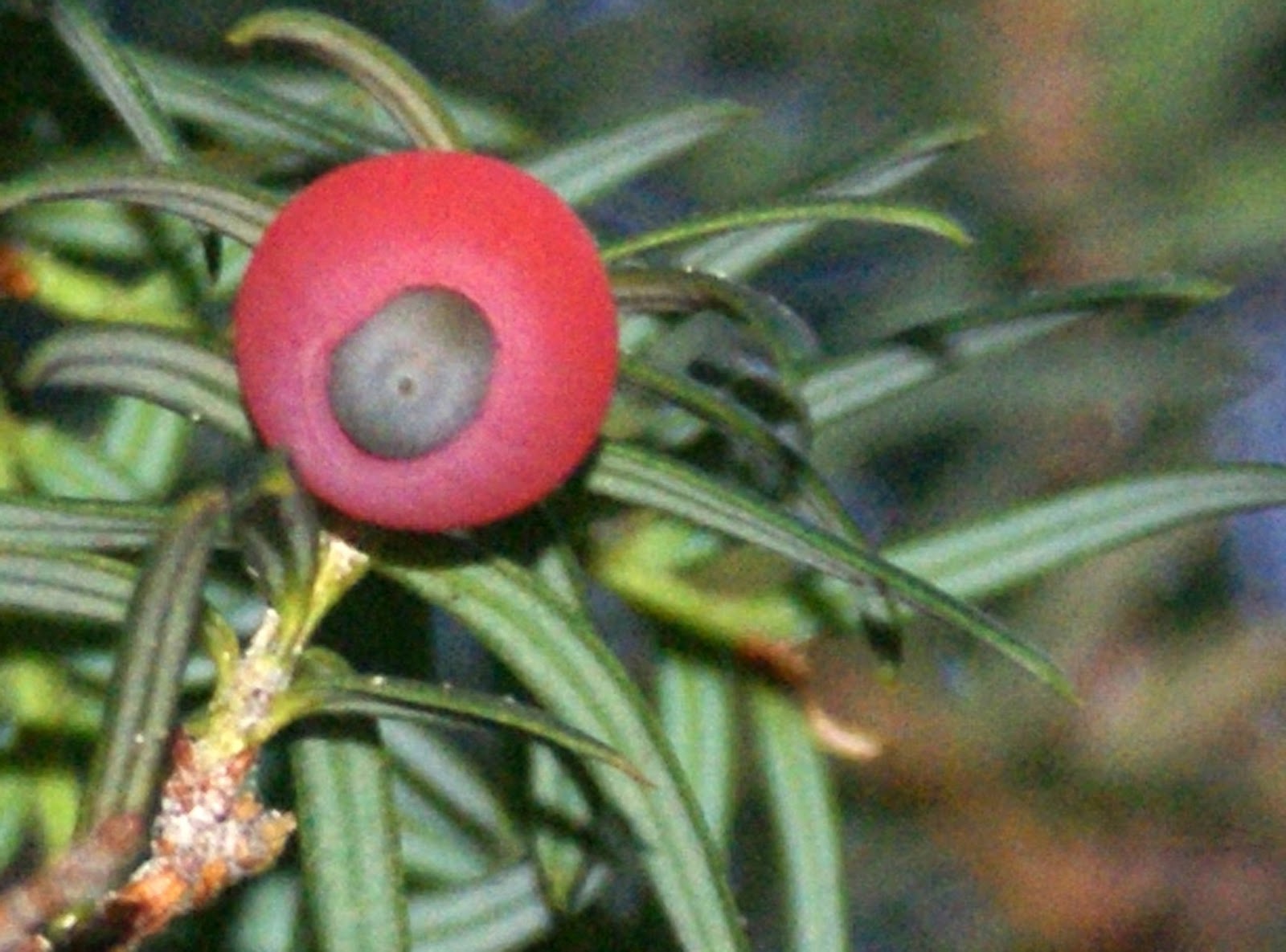 RascafriaNaturalezayPaisaje: Sitios de Interés > Tejo Milenario
