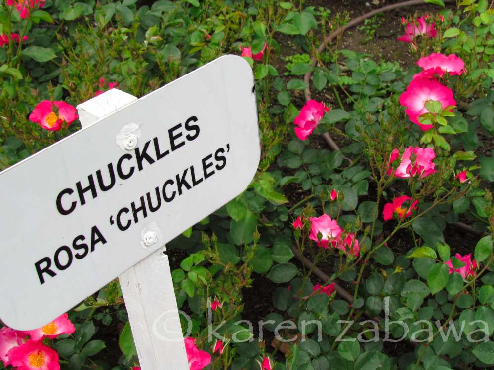 Brueckner Rhododendron Gardens: Jun 23, 2012