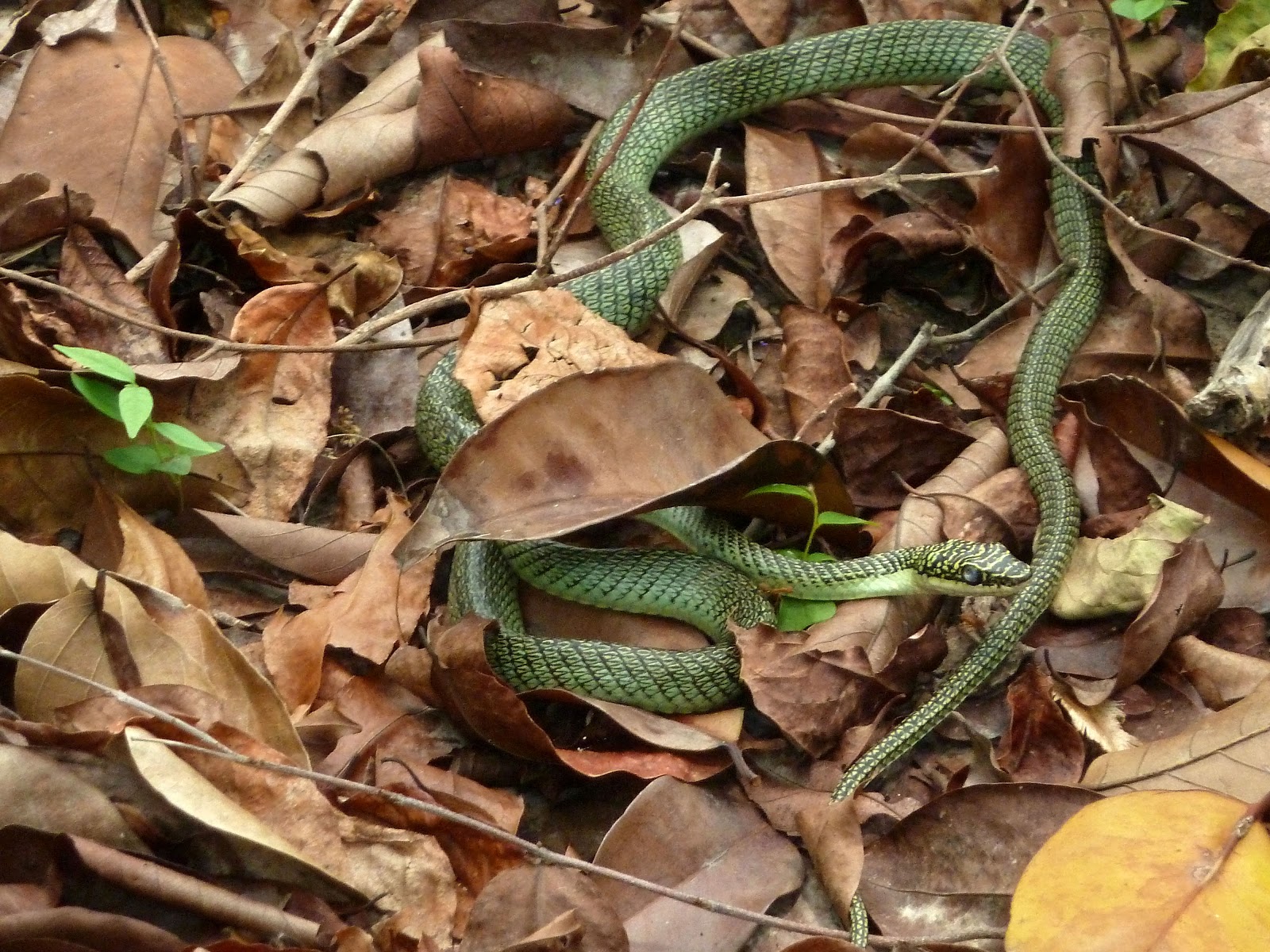 Macrophoto plaisir passion: Chrysopelea ornata, serpent volant asiatique
